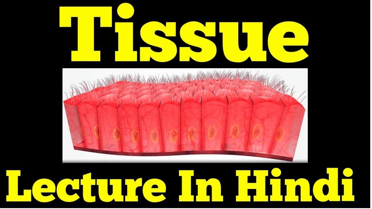 Tissue An Introduction Hindi YouTube tissue-an-introduction-hindi-youtube