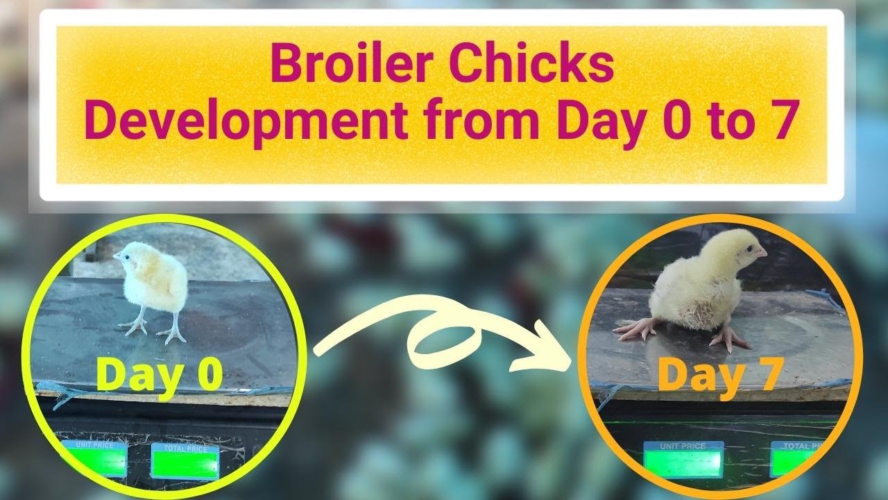 How Broiler Chicks Develop in Body Weight and Size from Day 0 to 7 ...
