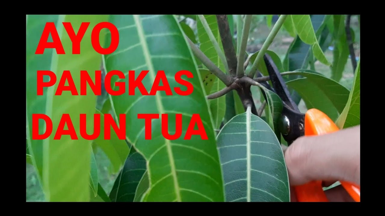 PANGKAS DAUN TUA, TUMBUH LEBIH CEPAT - YouTube
