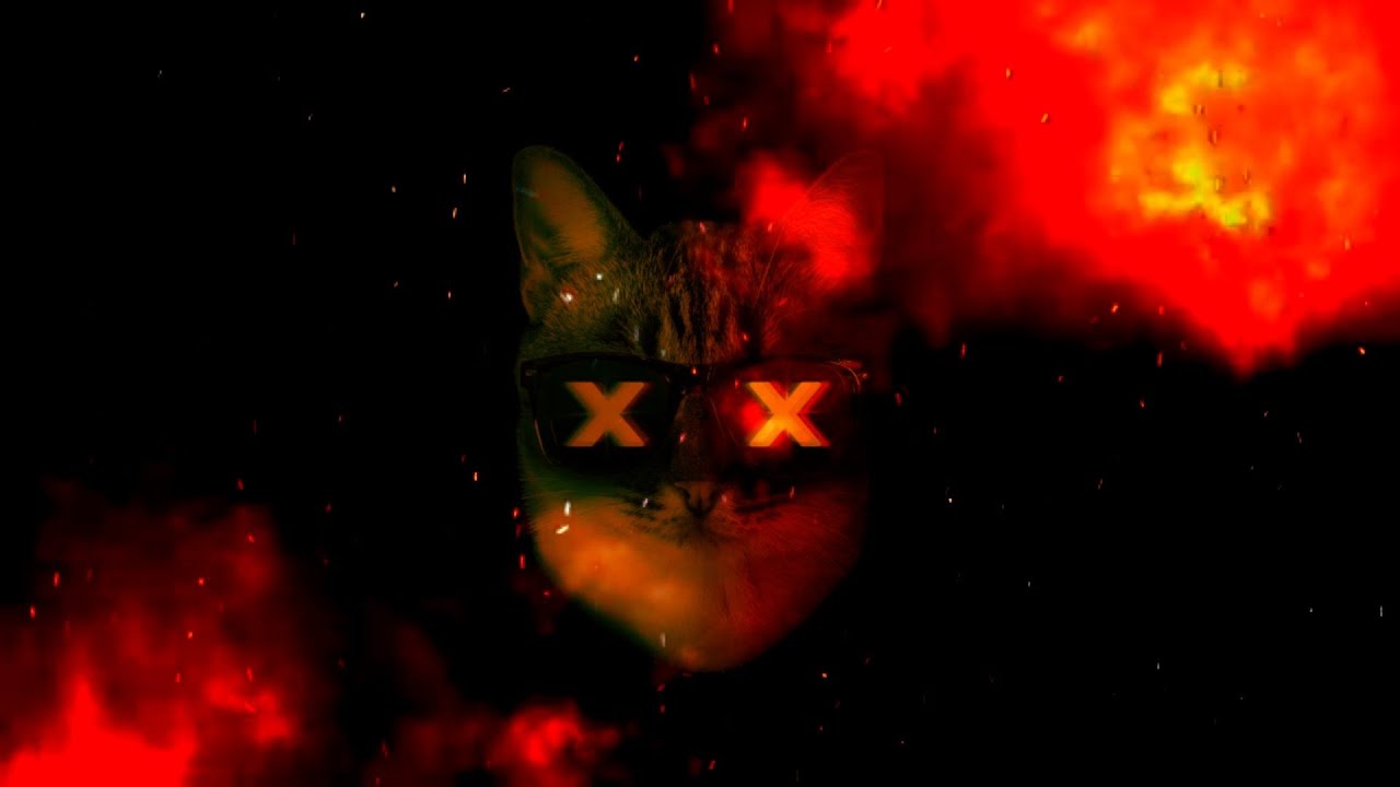 fierce cats and cute cats - YouTube