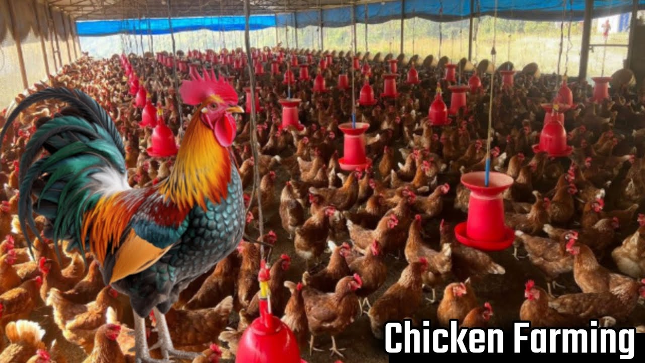 Biggest Local Chicken Farming | How To Raising Millions of Free Range ...