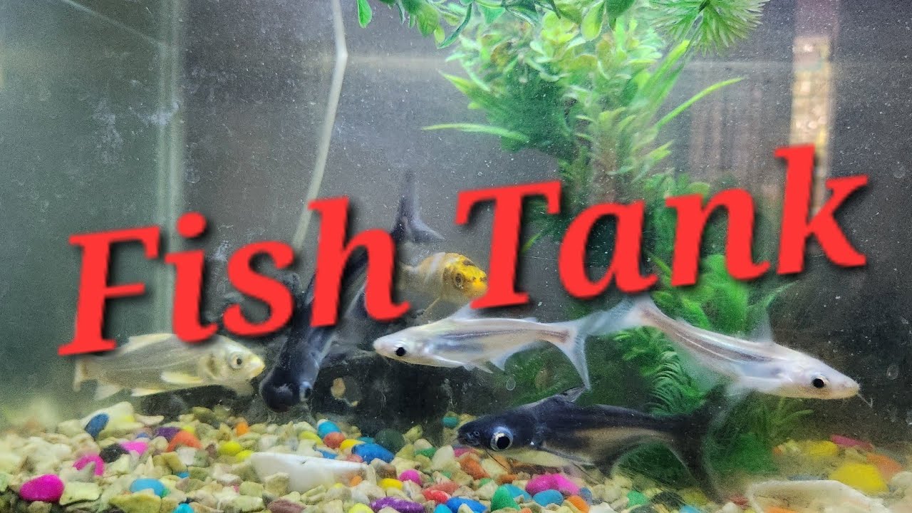 Fish Tank - YouTube