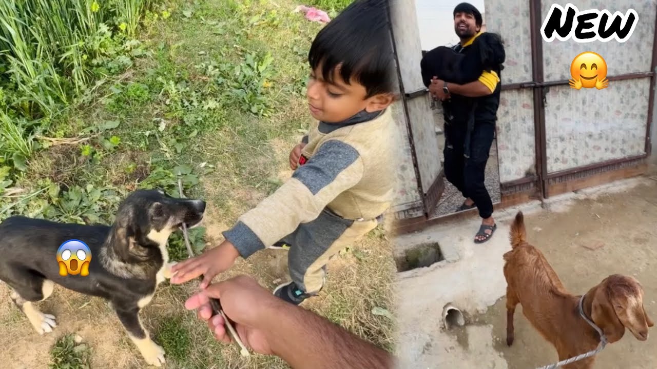 New Goat Baby Ly Aey ️ Jangli dog Pichy Pr Gea 😃 - YouTube