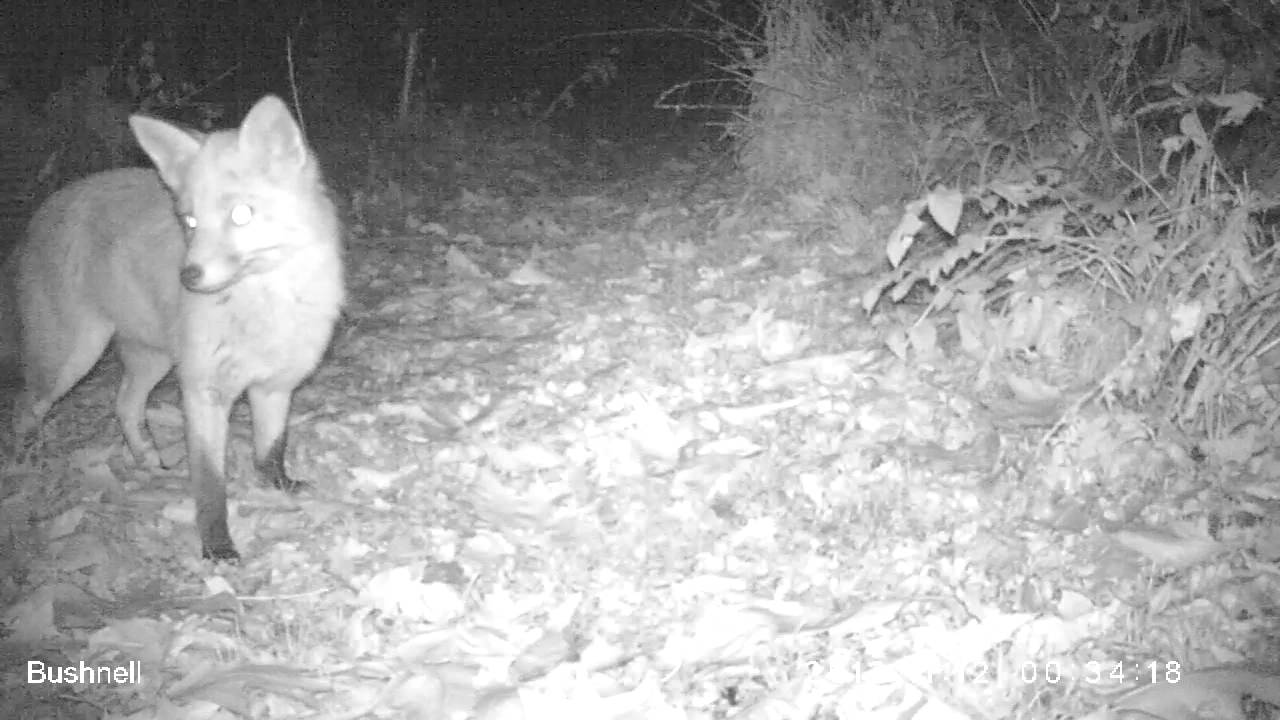 Fox caught on Bushnell HD Max Trail Cam - YouTube
