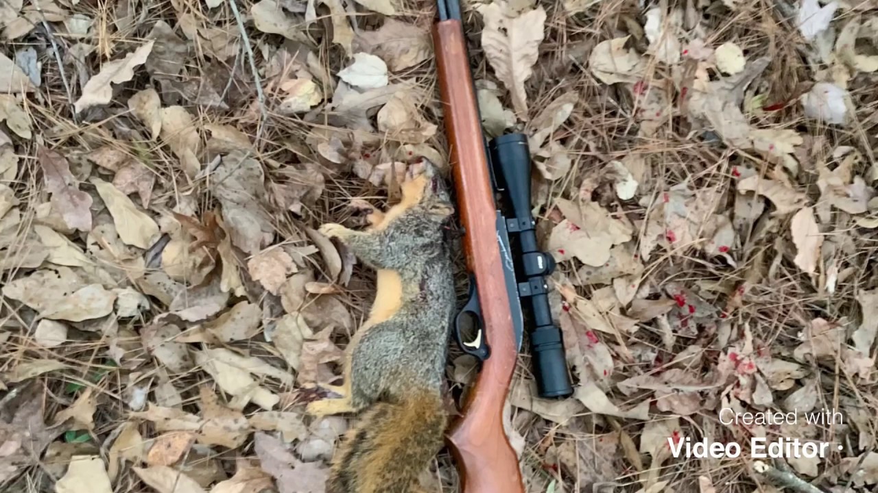 Squirrel Hunting With 22 LR | BIGGEST SQUIRREL EVER - YouTube