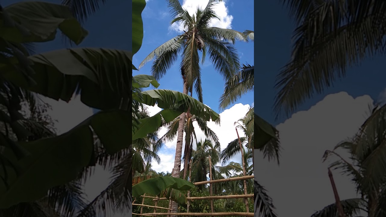 buko is the best - YouTube