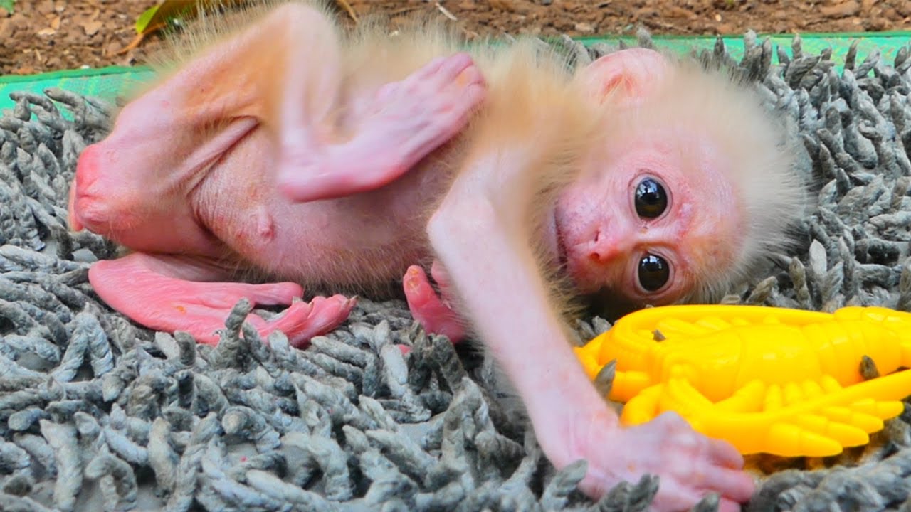 The daily routine of Kira baby monkey activities | Adorable pet monkey ...