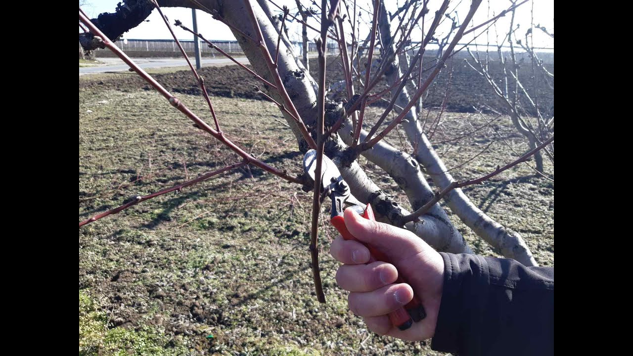 Rezidba breskve traje, da dobar rod daje - YouTube