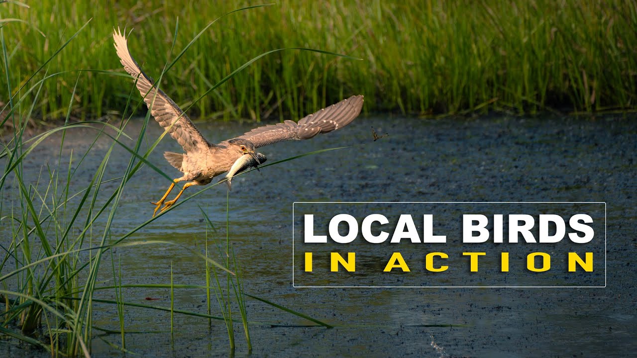 Photographing The Local Birds In Action ! - YouTube