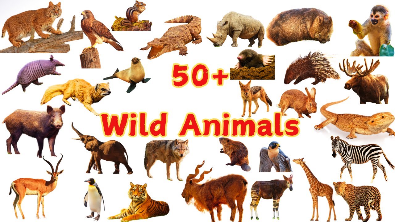 50+ Wild Animals Name|Learn Animals rhyme in English|Wild animals with ...