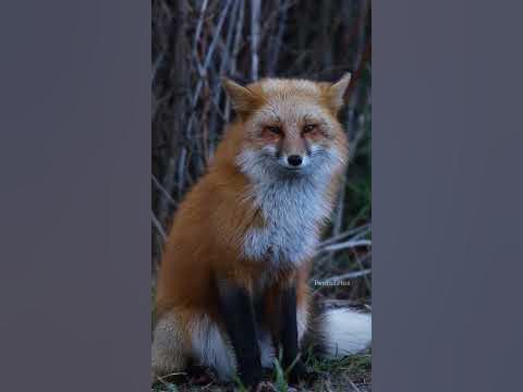 Голос рыжей плутовки🔸 Так кричит лиса | Red fox sounds - YouTube