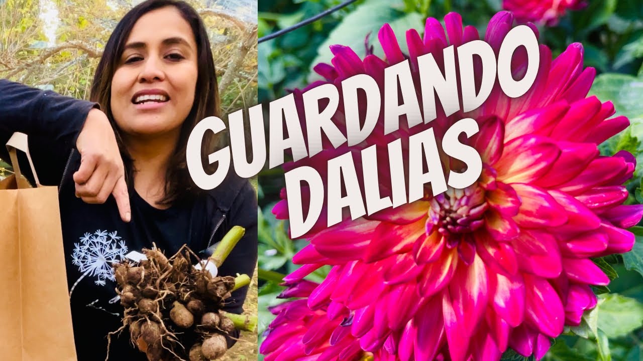 🥶Resguardando Tubérculos de Dalias,🥶Tres métodos de resguardar las dalias en inviernos, #dalias ...