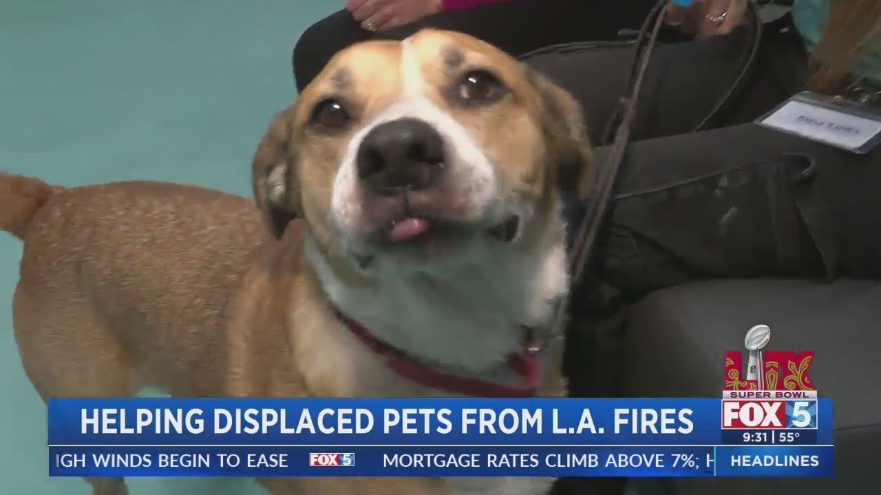 Local shelters helping displaced pets from L.A. fires - YouTube