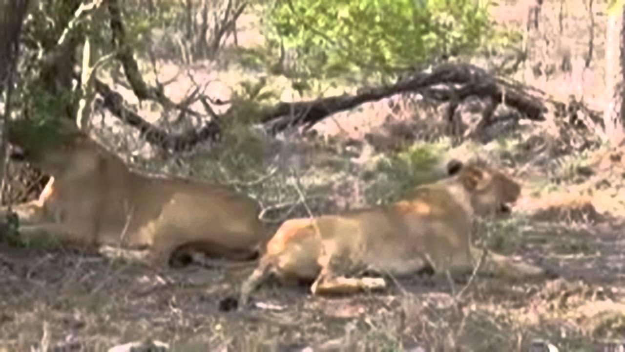 Family Discipline-Lion Style January 24, 2016 - YouTube