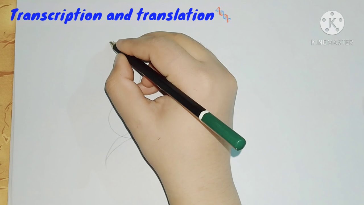 How to Draw Transcription &Translation || Easy and simple Biology ...