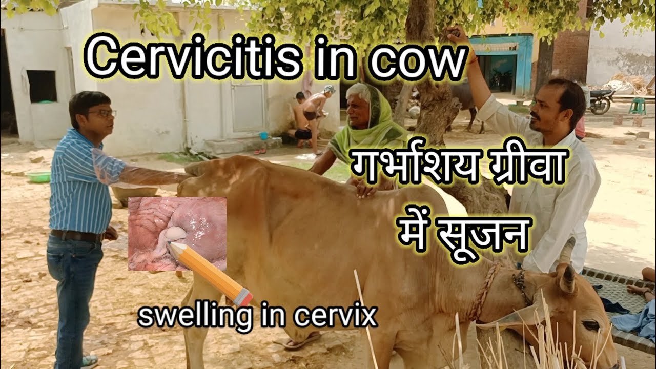 Cervicitis in cow|infertility problem in animals@ Dr Alok Vet Club ...