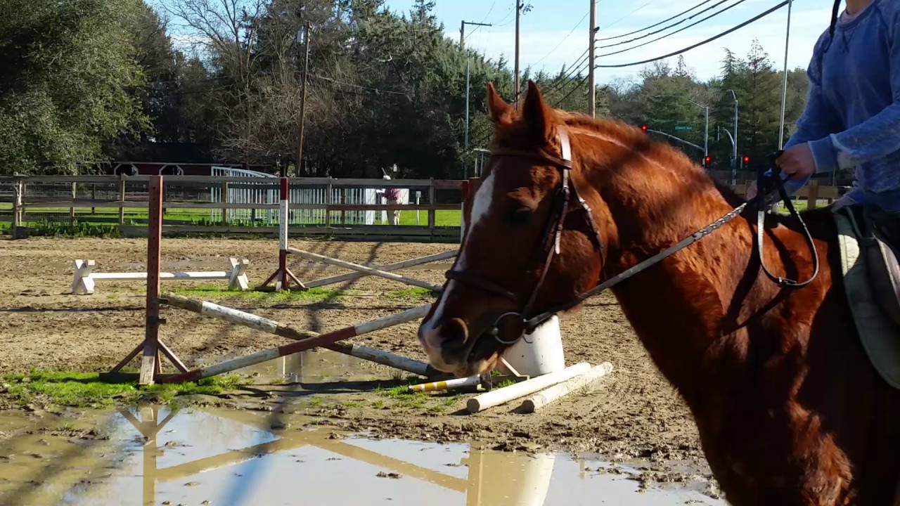 HillSide Training Stables Purdy Sophie - YouTube