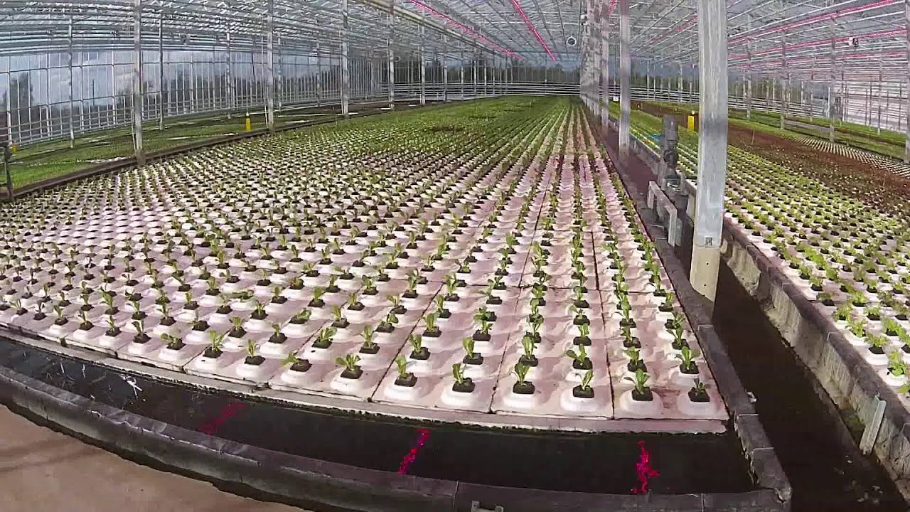 Inside Imereti Greenery LLC - YouTube
