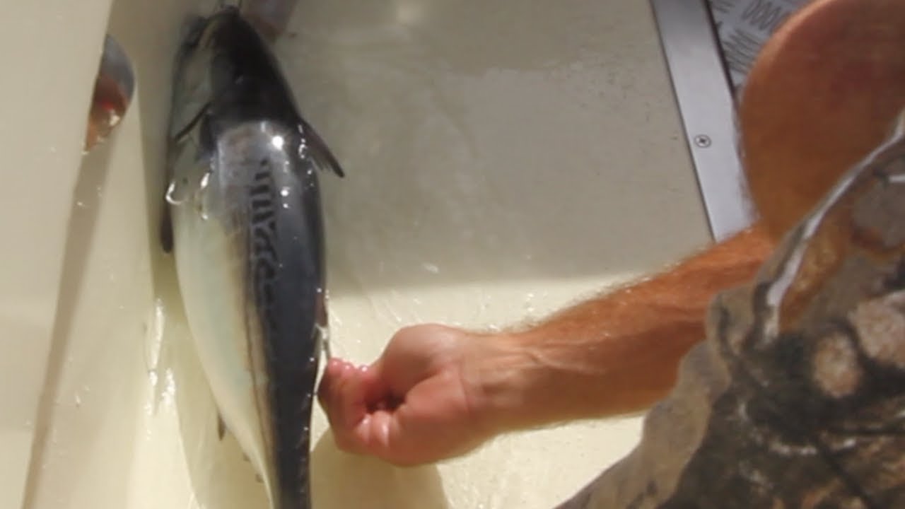 Using Live Bonita For BAIT! #1 Fishing Trip - YouTube