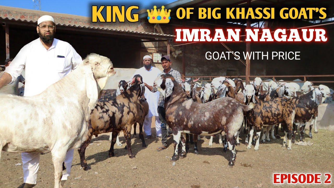 King Of Big Khassi Goat's Imran Nagaur Nayab Goat's Ka Collection With ...