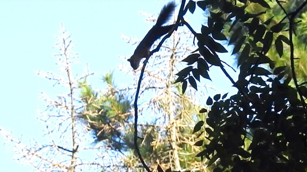 Branch Runner - YouTube