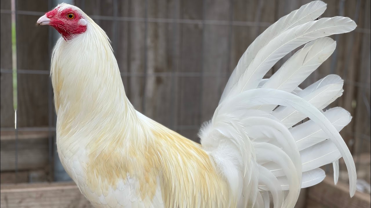 WHITE KELSOS O COWANS CON TOPPY - YouTube