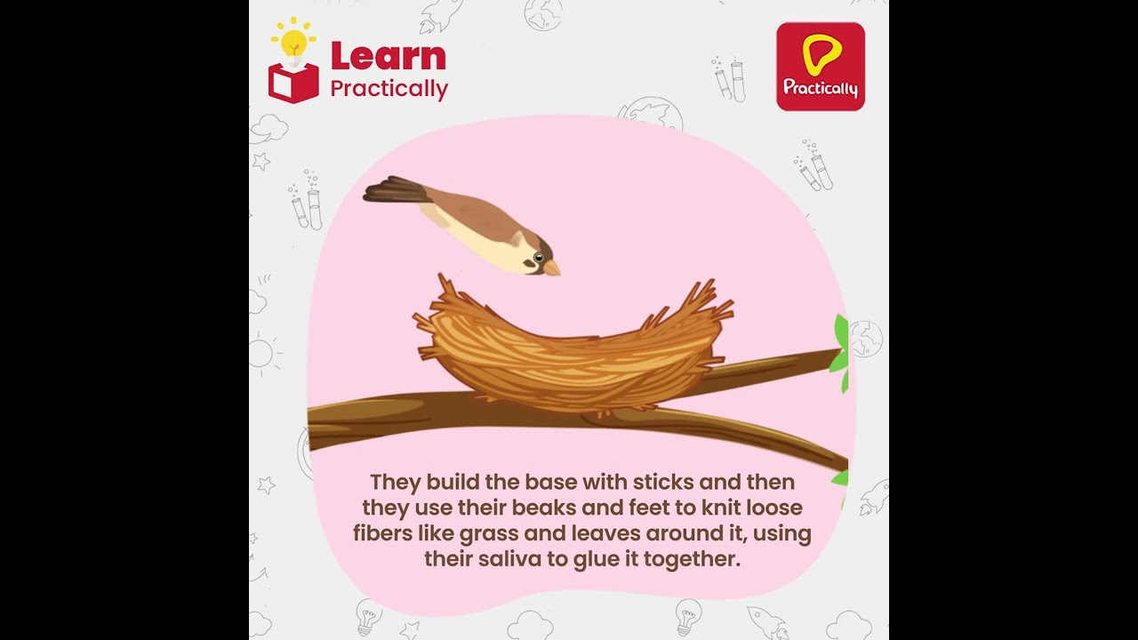 Interesting Fact About The Bird Nest | Science Be Crazy - YouTube