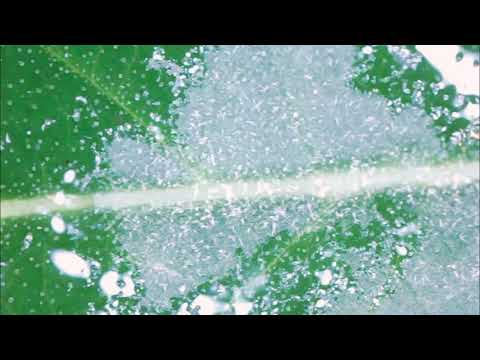 Watch Powdery Mildew Melt Away Using Terra Vera (Under Microscope)