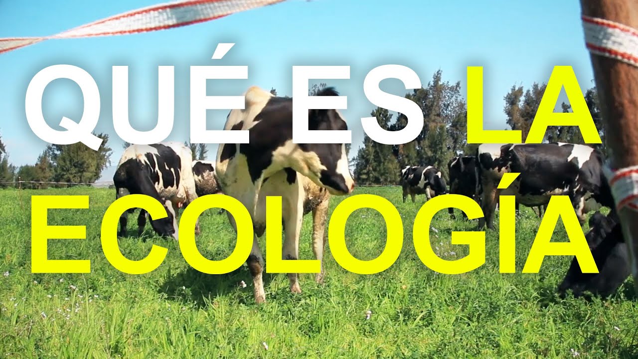 ¿QUÉ ES LA ECOLOGÍA? (y por qué es tan importante) - YouTube