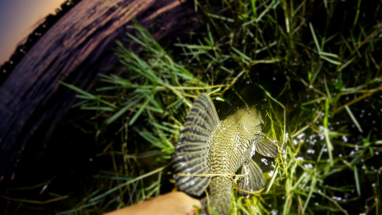 Night Fishing For Catfish (New Method) - YouTube