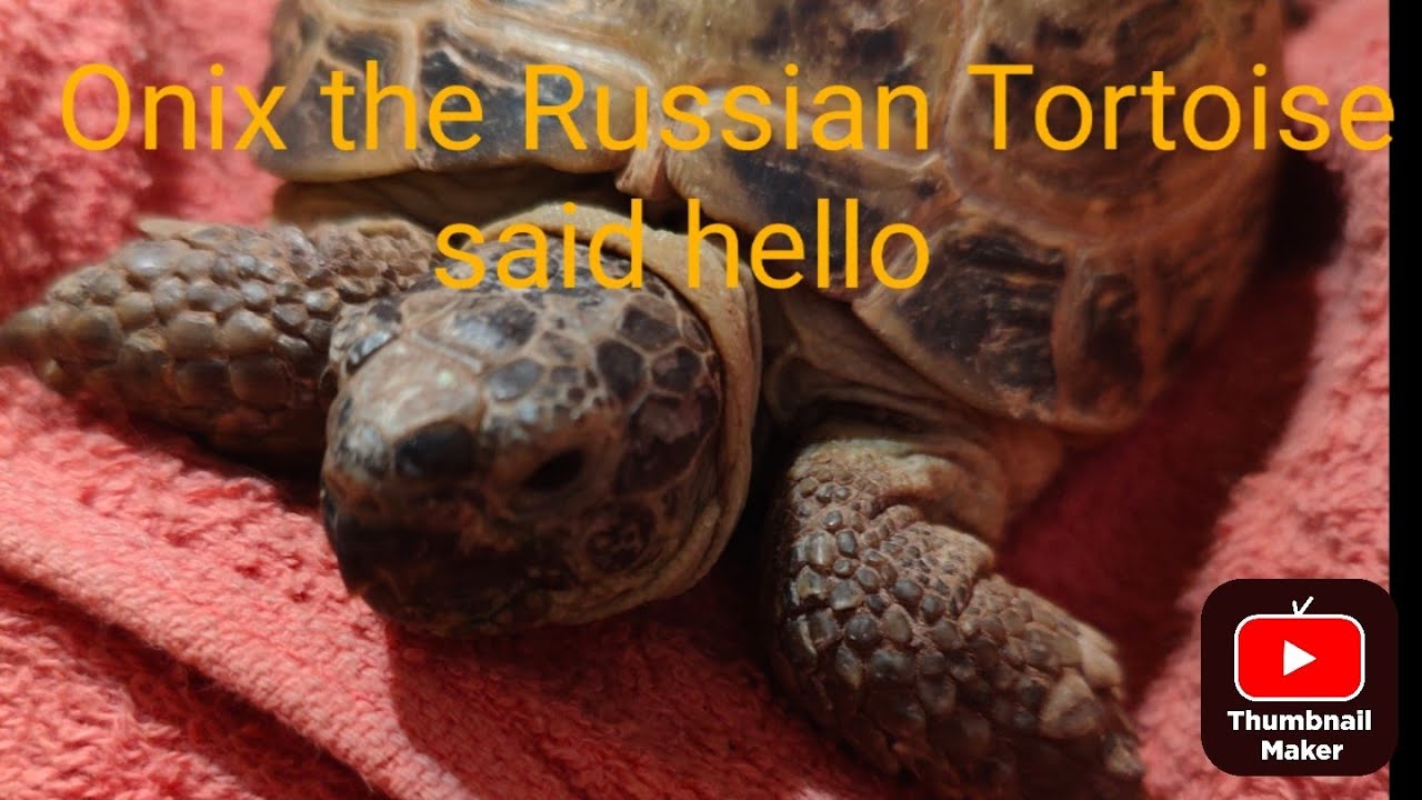 onyx the Russian tortoise says hello - YouTube