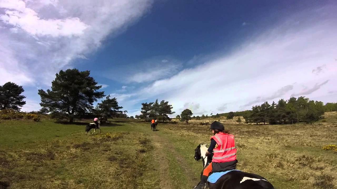 Riding in Ashdown Forest with East View Riding Centre - YouTube