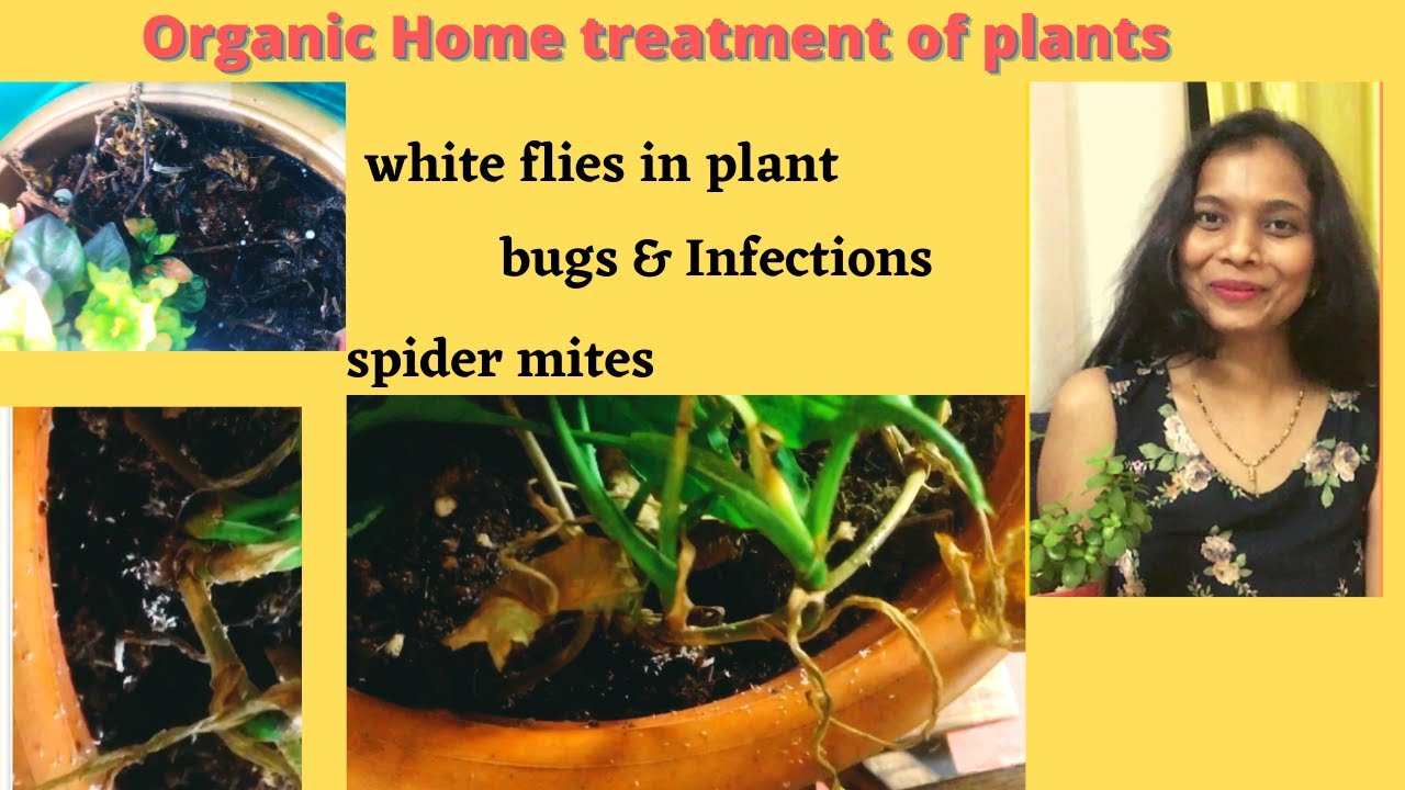 Organic White Fly Control : How to get rid of Whiteflies - YouTube