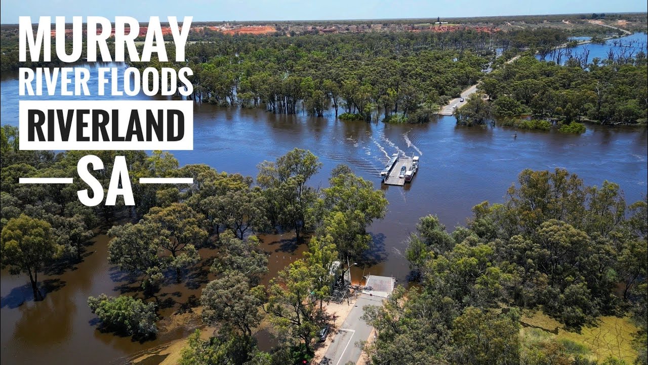 Murray River Floods 29 Nov 2022 - Riverland, SA - Lyrup to Berri - YouTube