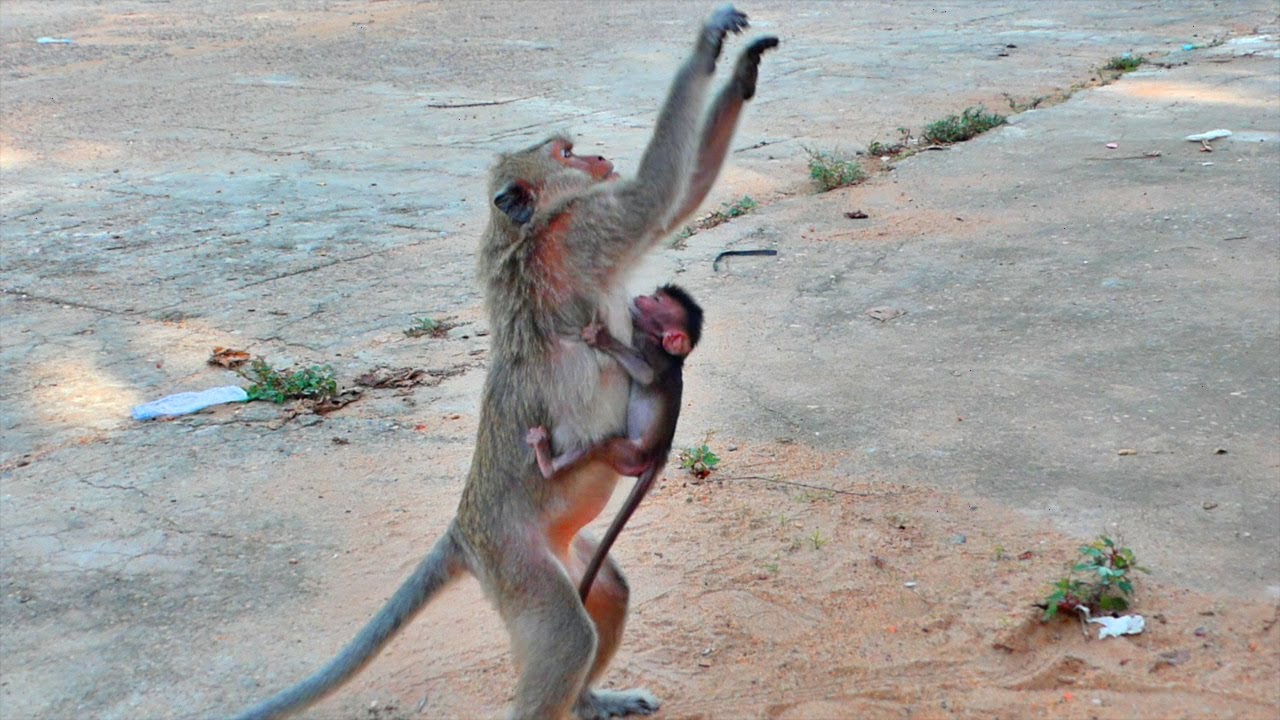 Adorable ! Mama monkey MARIKA stand up gets food from guy - when Baby ...