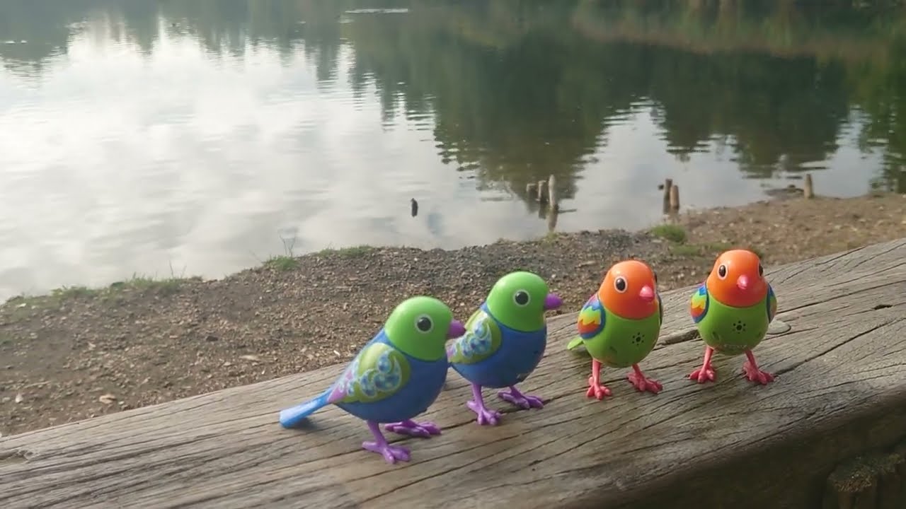 DigiBirds by a lake. - YouTube
