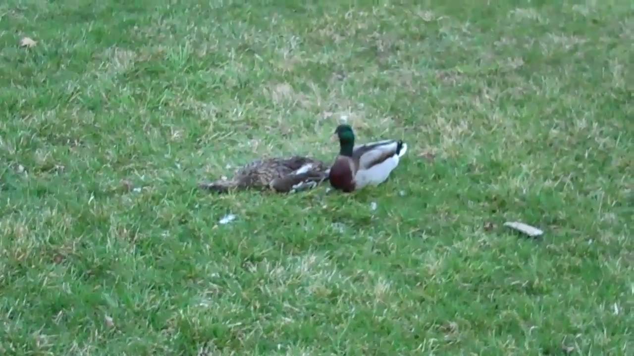 One heck of a sad duck! - YouTube