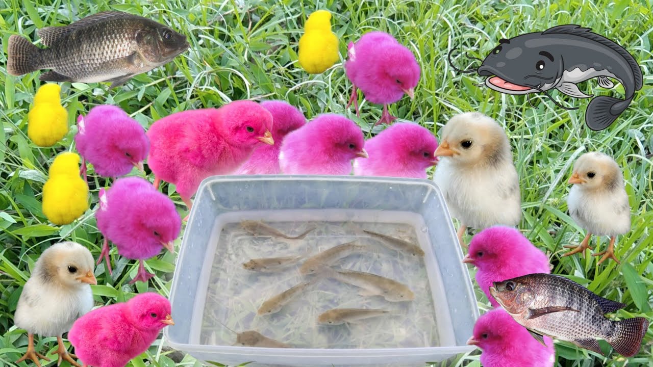 look for cute animals and catch cute colorful rainbow chicks, cute ...