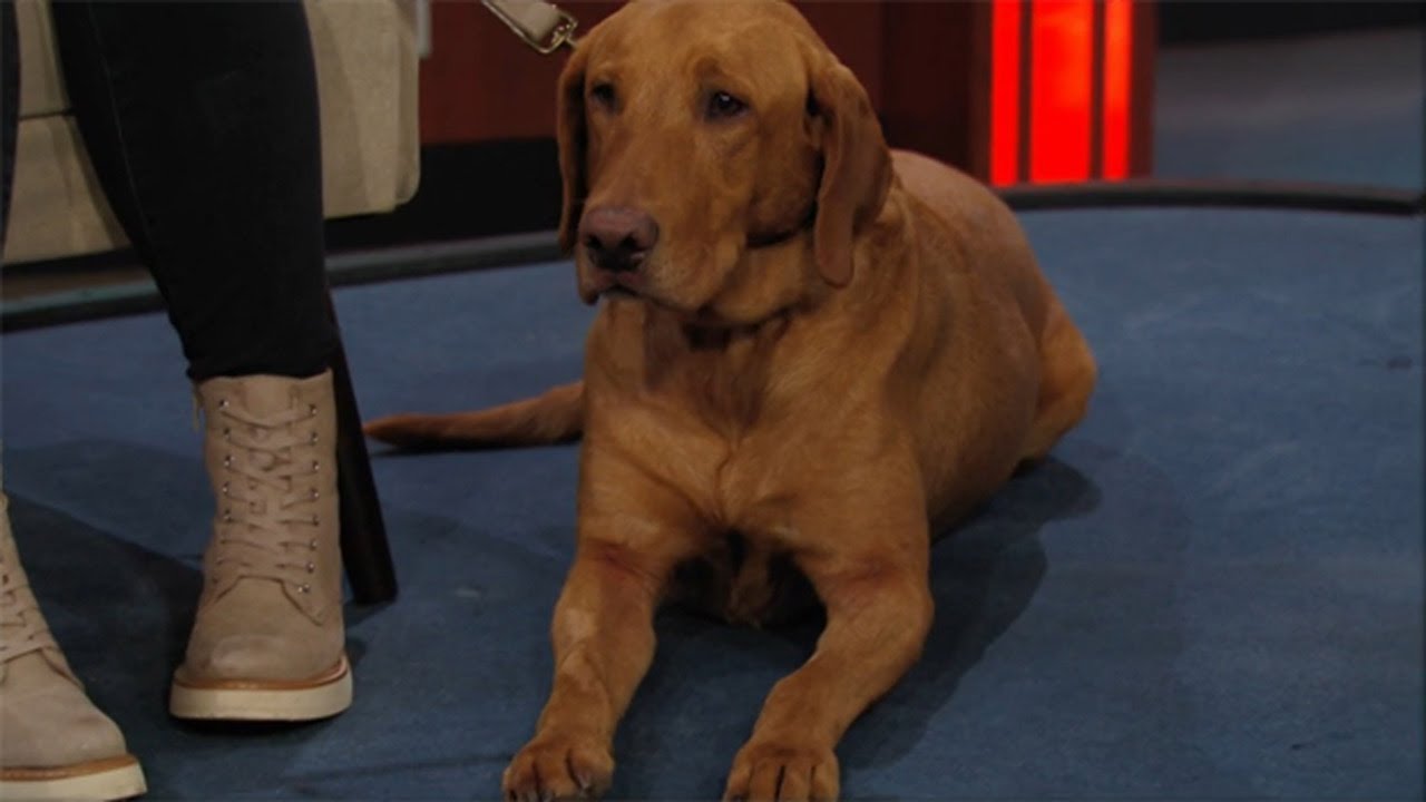 The Importance Of A Blood Tracking Dog As Deer-Gun Season Gets Underway ...