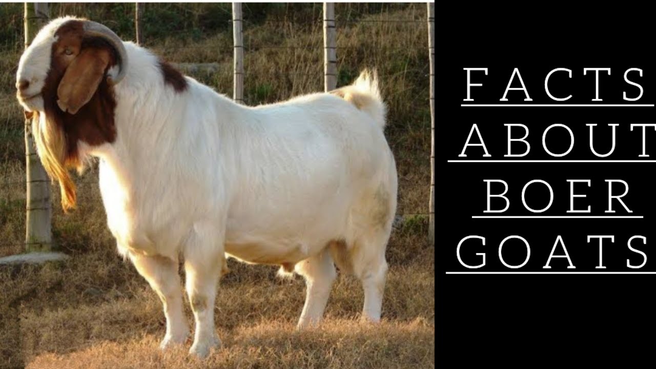 Facts about Boer Goats 🐐🐐 - YouTube