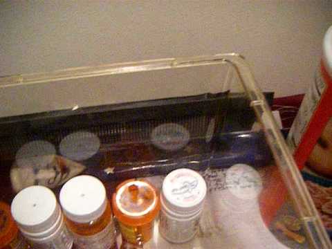 Breeding Super Worms New Way - YouTube