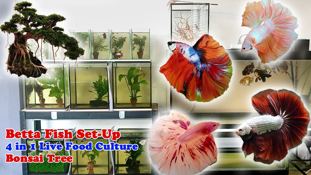 My Humble Betta Fish Set-Up | 4 in 1 Live Foods Culture | Carpet Plant ...