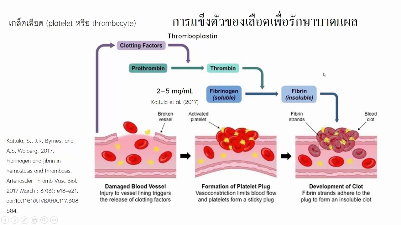 การแข็งตัวของเลือด Youtube