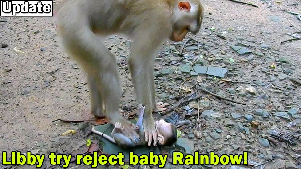 No no mom stop throw me away! Tiny baby Rainbow try hug mom Libby leg beg stop leave her - YouTube