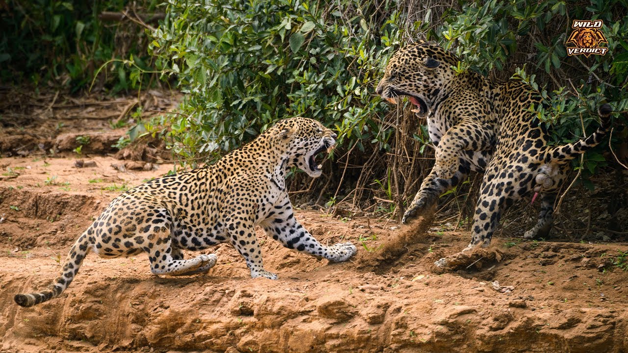 The Ultimate Fight - Jaguar Vs Leopard - Take 2 (2022) - YouTube