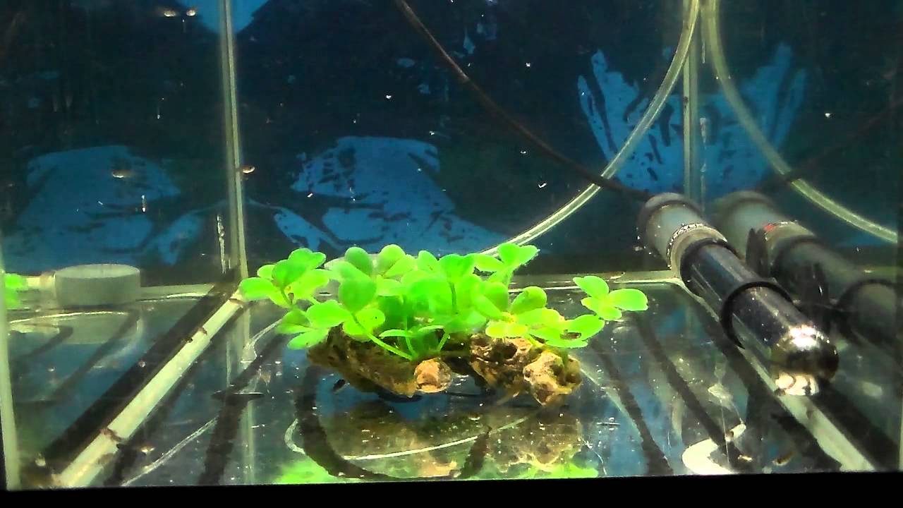 Maternidade - Alevinos de Plati azul e Molinesia Dalmata - YouTube