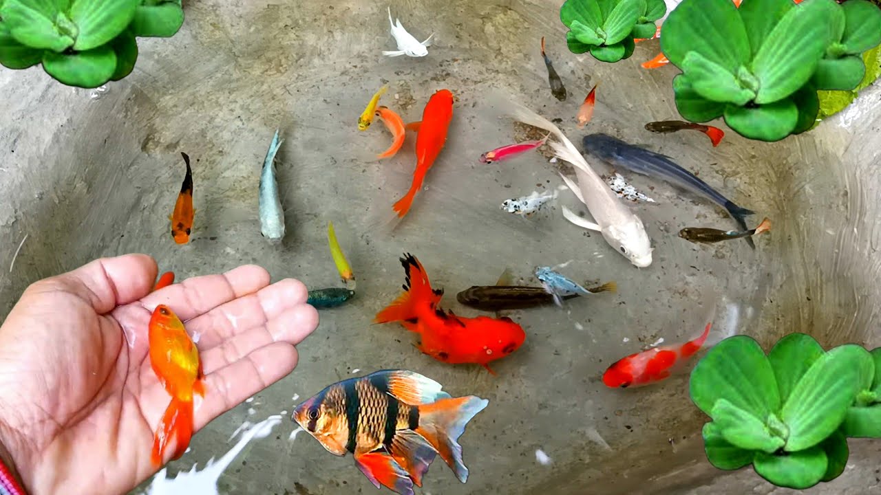 finding ornamental fish koi fish Koki fish catfish betta fish Molly ...