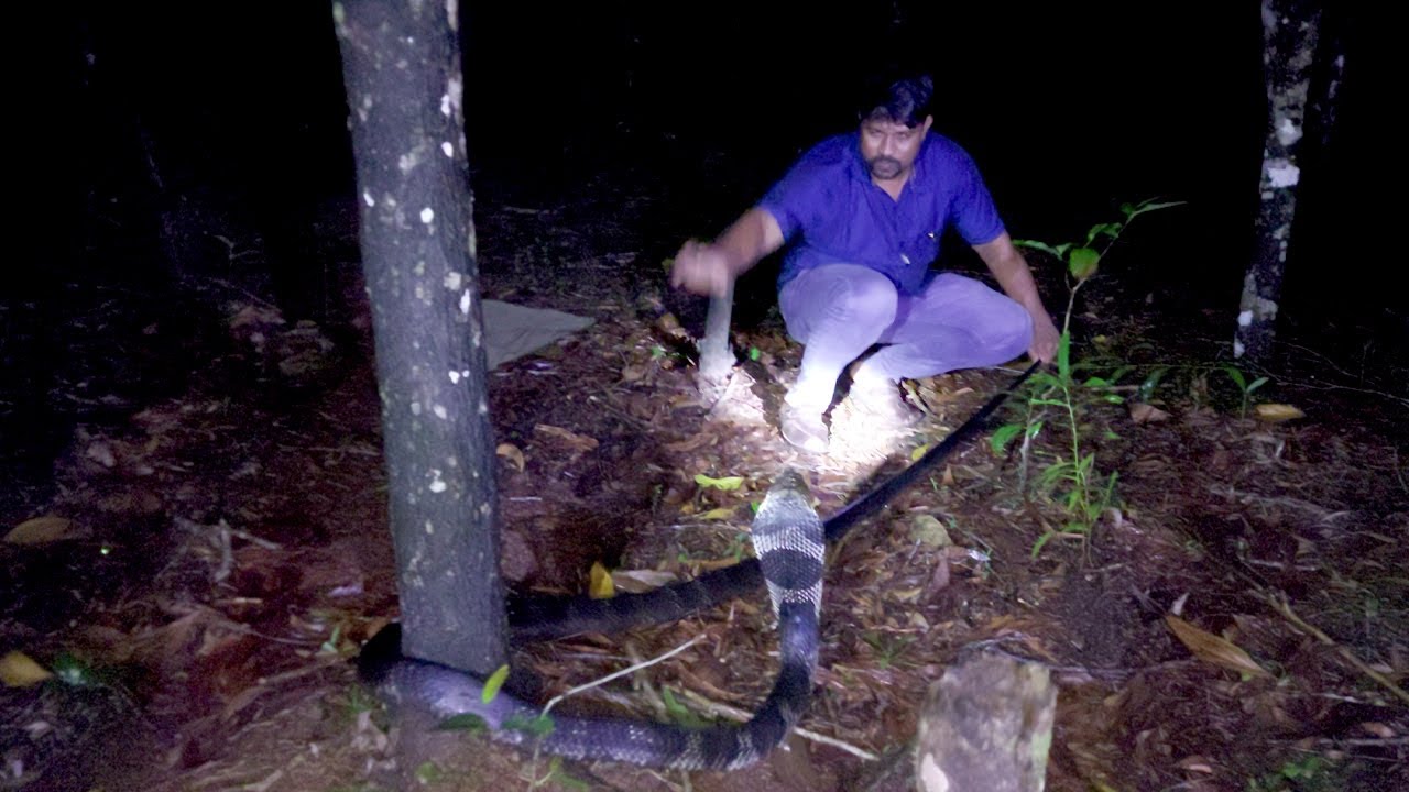 ಮಾರ್ಡಿ : ಕಾಳಿಂಗ ಸರ್ಪ ಸೆರೆ | Snake Shankar Ampar | King Cobra ...