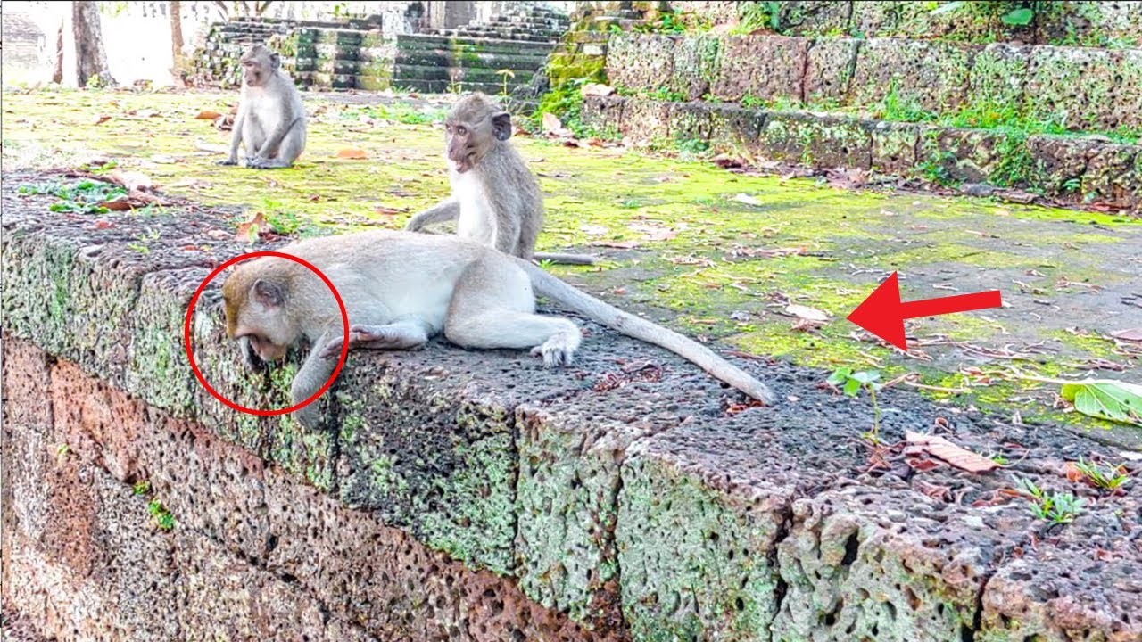 Robert, Jonathan, King Monkey Play On Ancient Temple | Baby Monkey ...