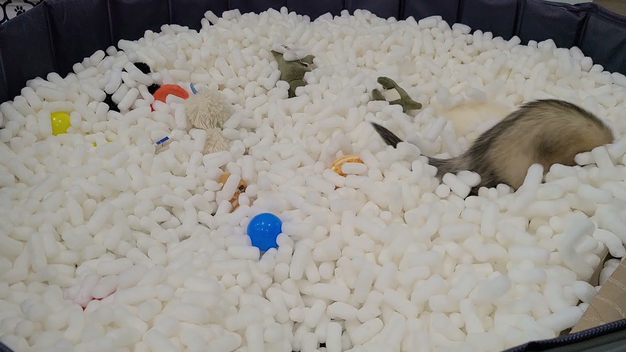 Ferrets have so much fun playing in a pool filled with packing peanuts ...